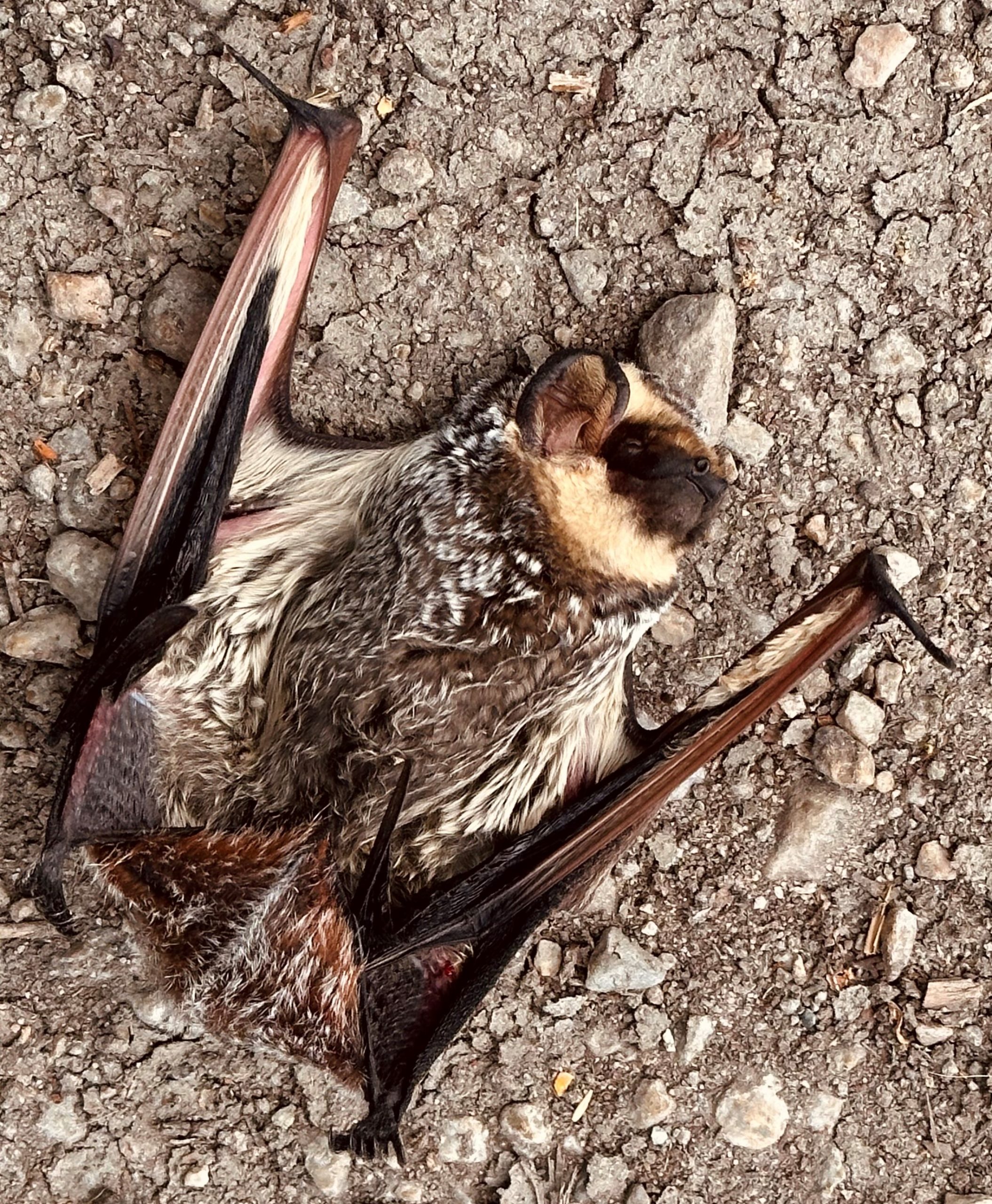 Avoid touching bats to prevent rabies exposure | Weber-Morgan Health ...